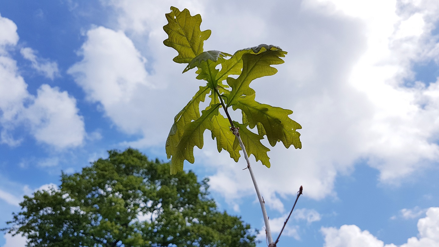 Collect Nectar Points With Membership - Woodland Trust