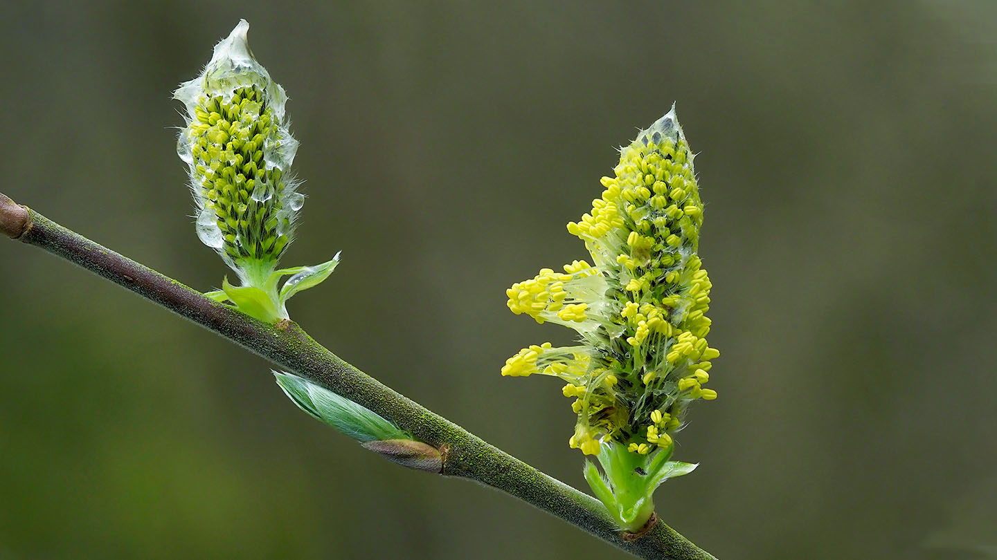 Grey Willow (Salix cinerea subsp. oleifolia) - Woodland Trust