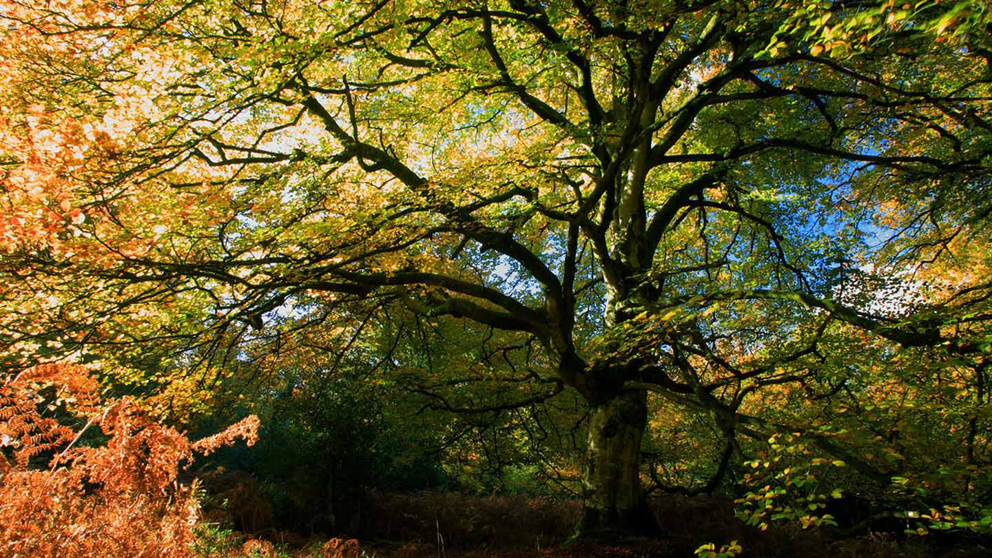 Beech, common (Fagus sylvatica) - Woodland Trust