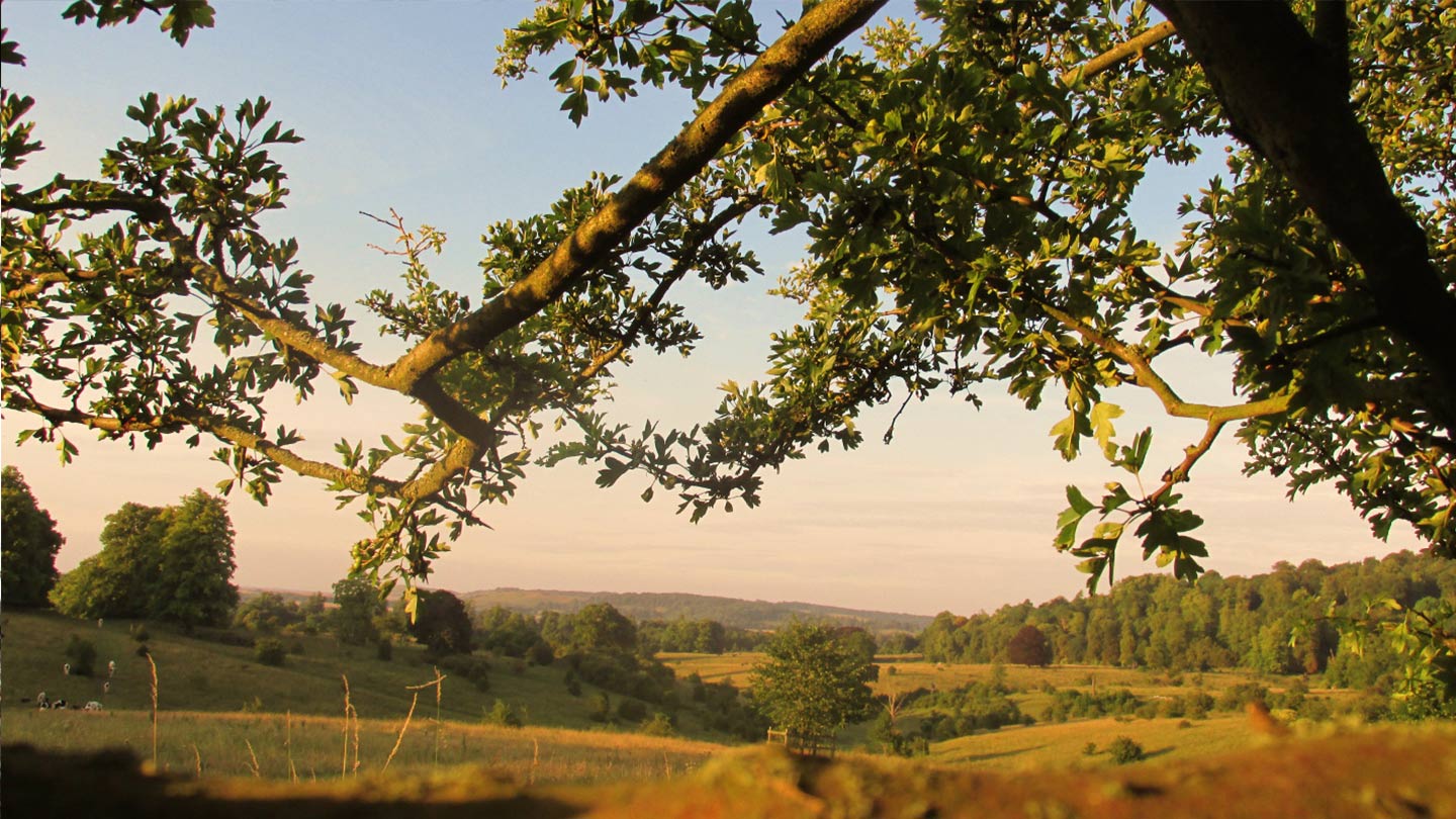 Support our Tring Park appeal - Make a Donation - Woodland Trust