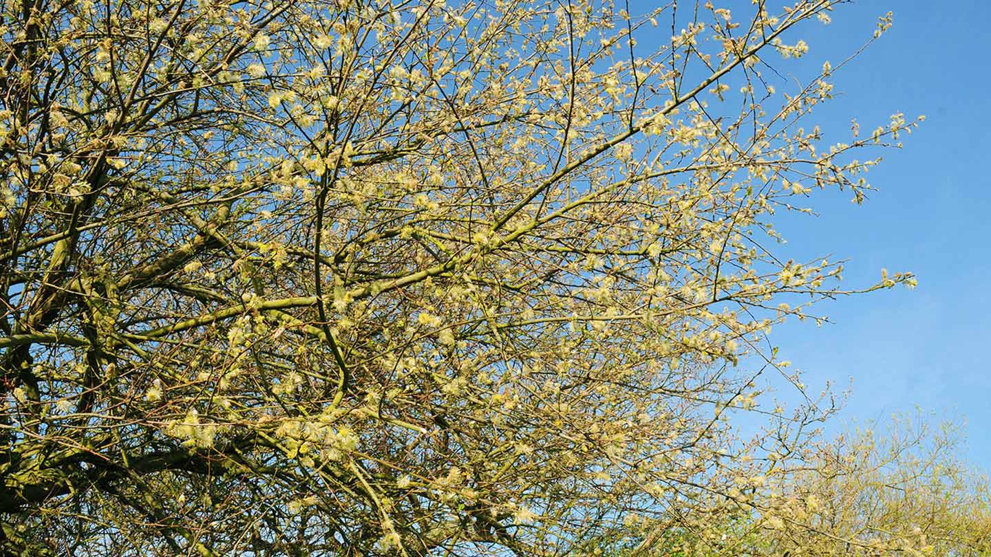 Grey Willow (Salix cinerea subsp. oleifolia) - Woodland Trust