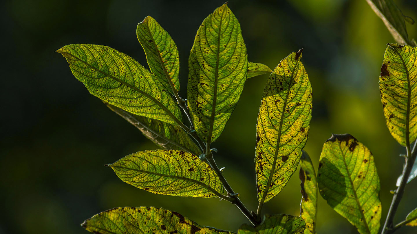 Grey Willow (Salix cinerea subsp. oleifolia) - Woodland Trust