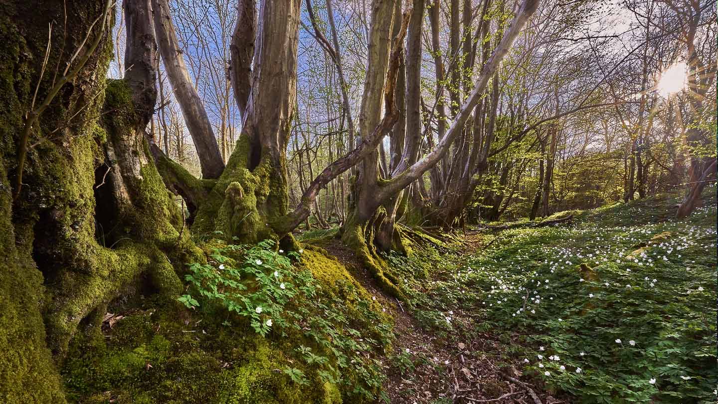 Hedgerows - British Habitats - Woodland Trust