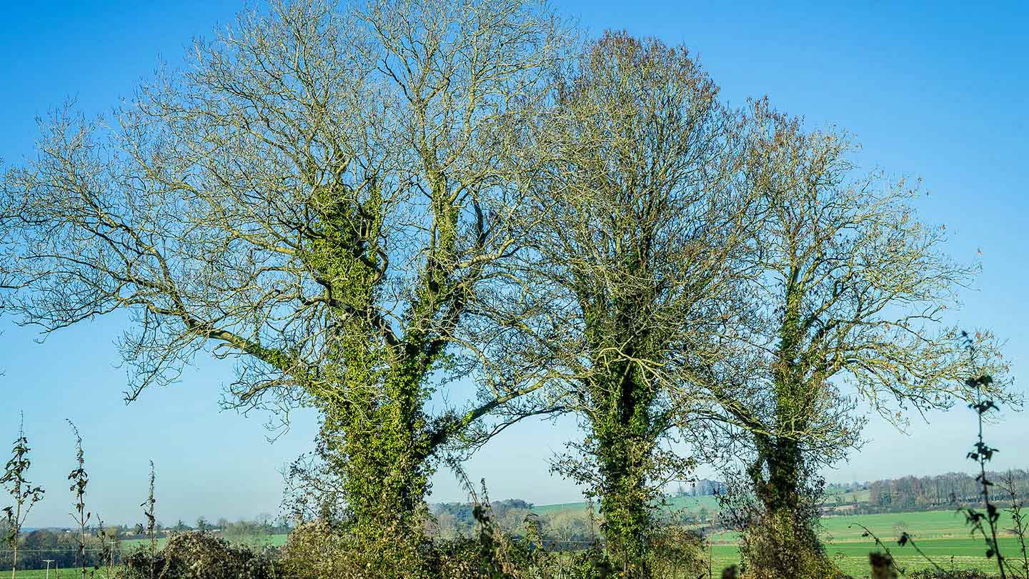 Sycamore (Acer pseudoplatanus) - Woodland Trust