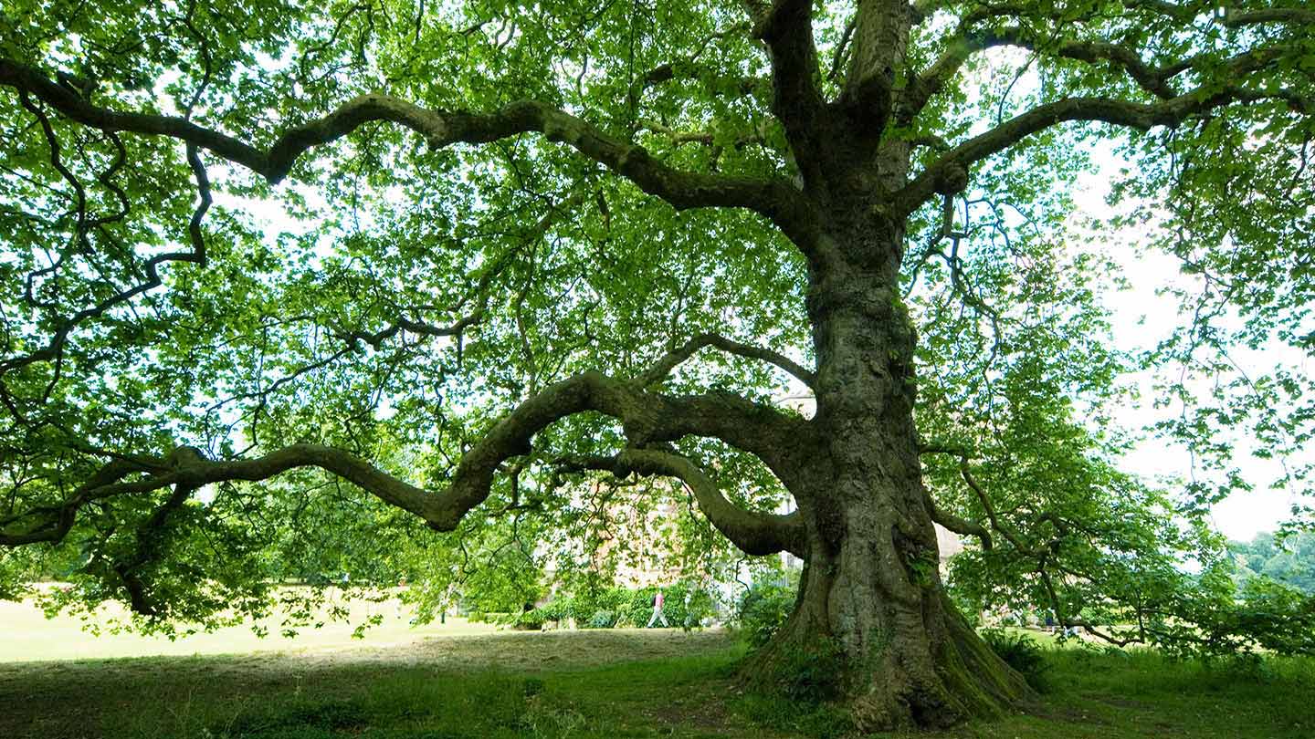 London Plane (Platanus x hispanica) - British Trees - Woodland Trust