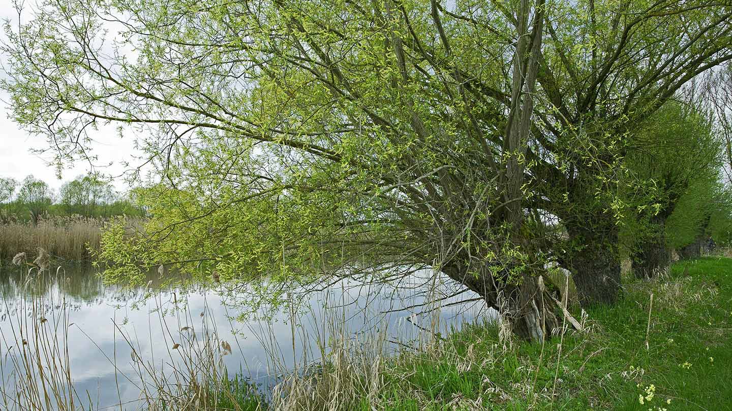 Osier Willow (Salix viminalis) - British Trees - Woodland Trust
