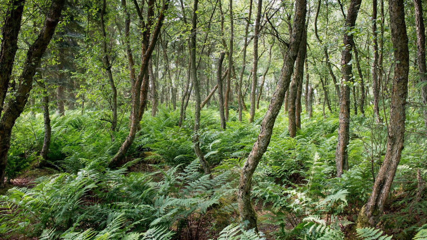 Portmoak Moss - Woodland Trust