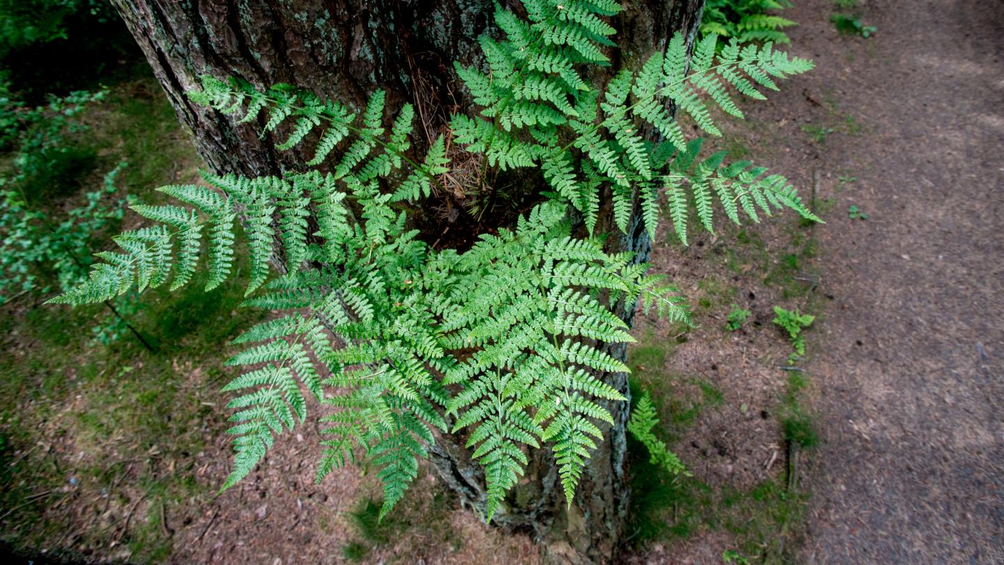 Portmoak Moss - Woodland Trust