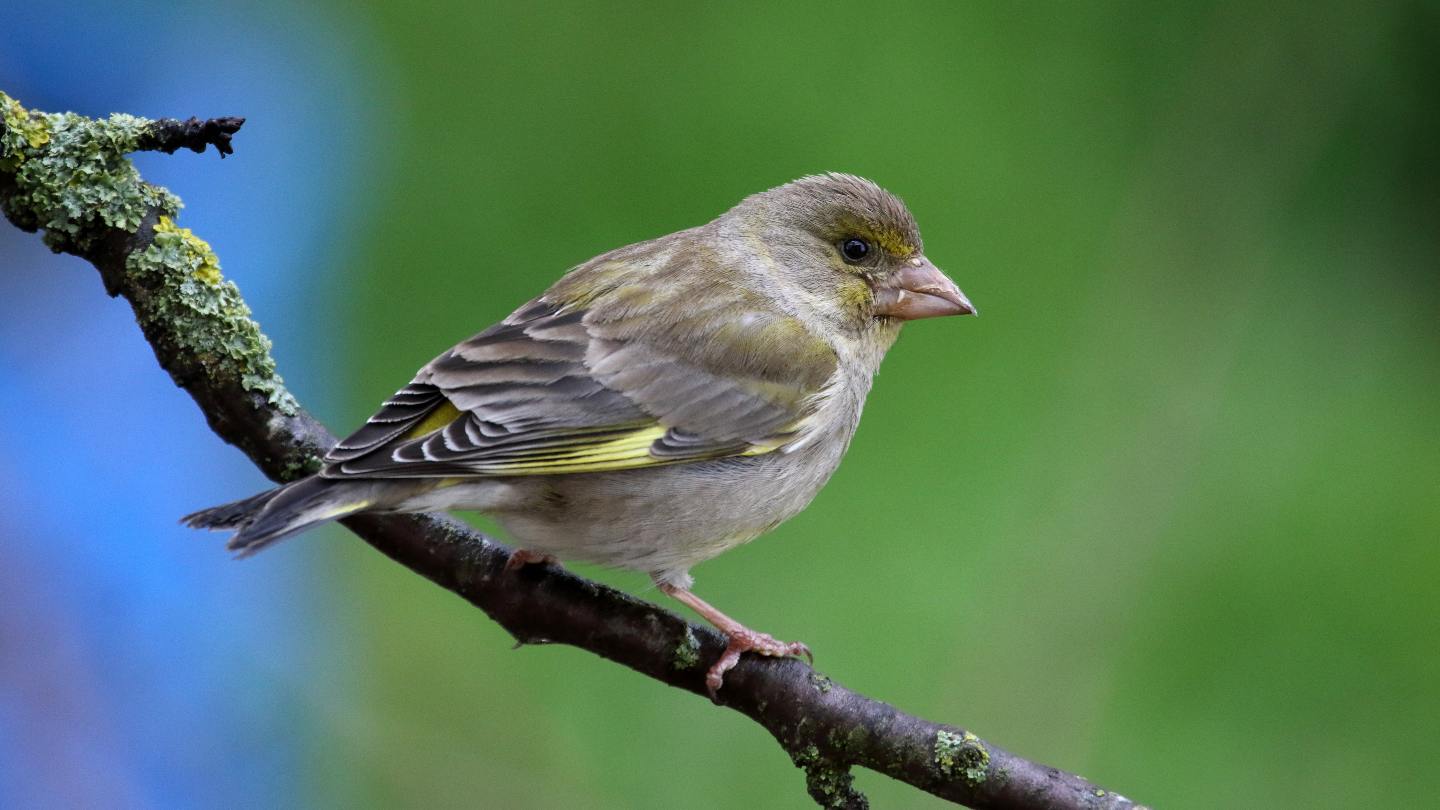 British Finches: Identification Guide and Songs - Woodland Trust