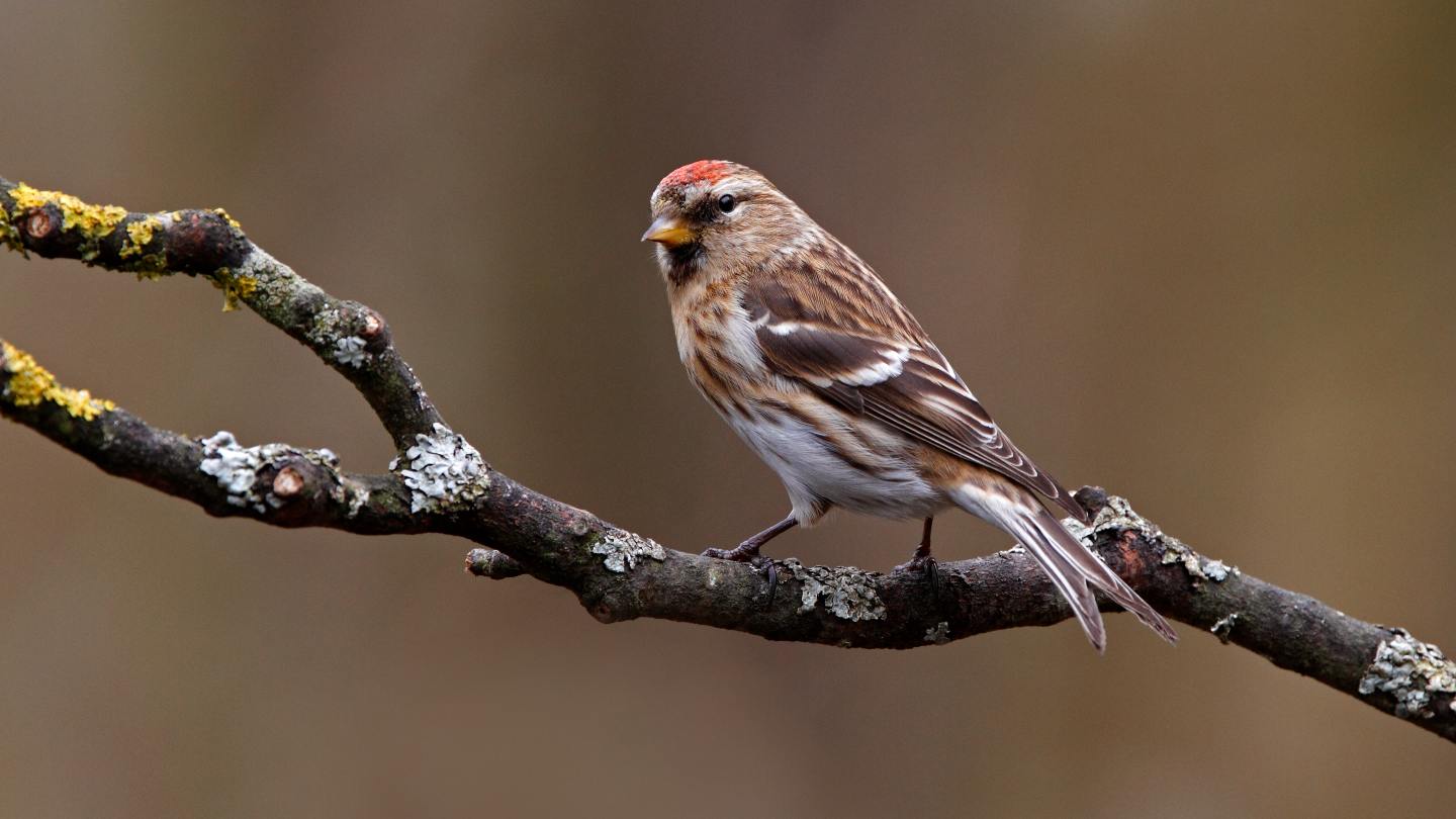 British Finches: Identification Guide and Songs - Woodland Trust