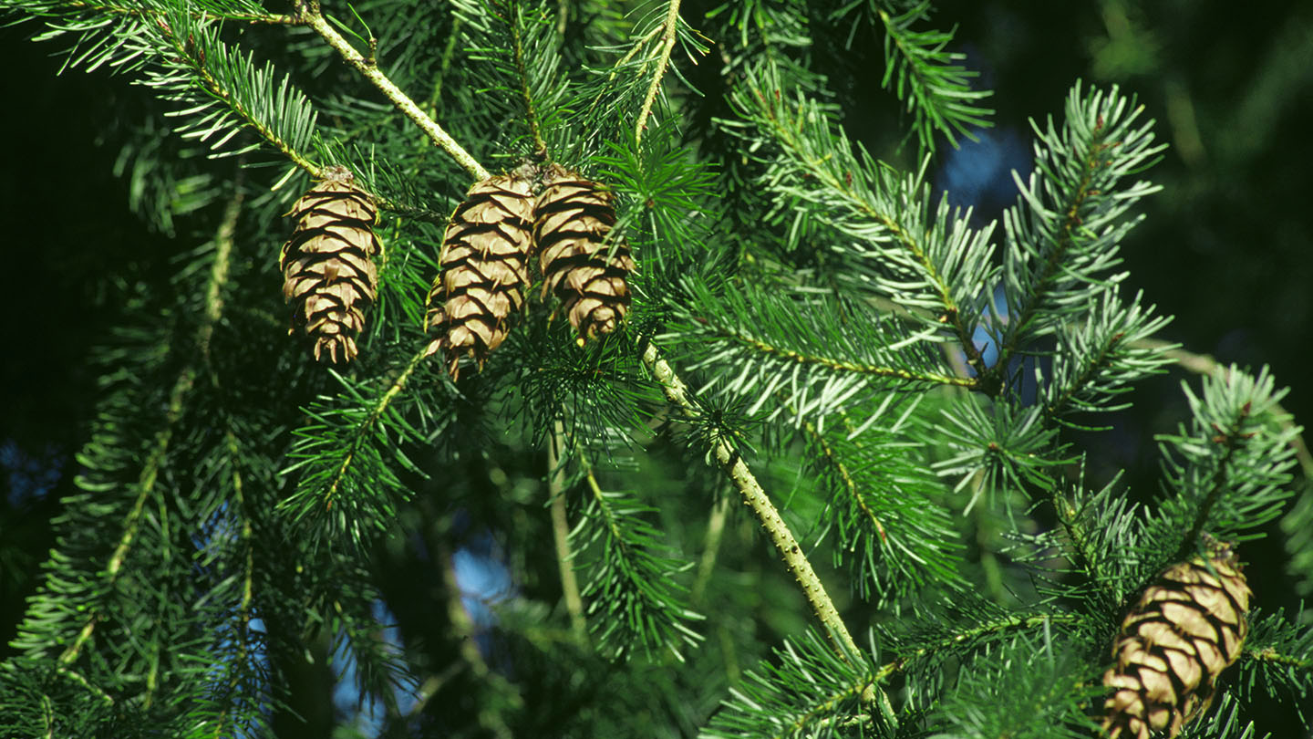 Douglas Fir (Pseudotsuga menziesii) - Woodland Trust