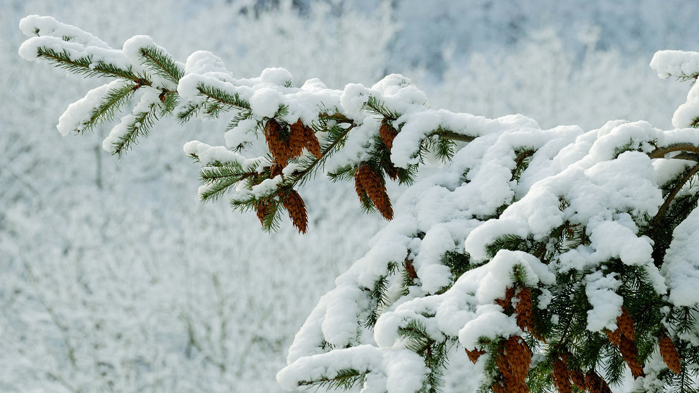 Douglas Fir (Pseudotsuga menziesii) - Woodland Trust