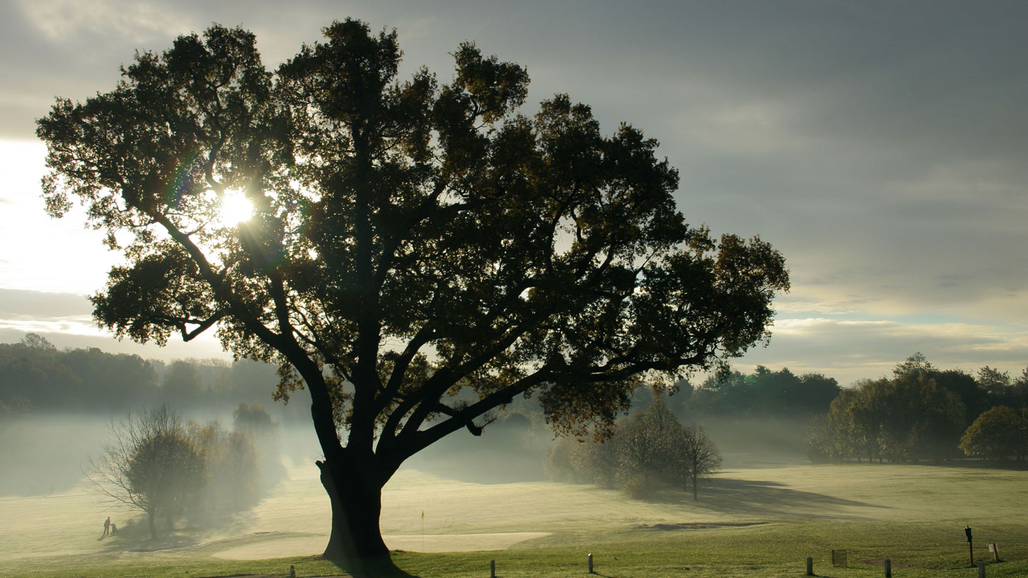 Turkey Oak (Quercus cerris) - British Trees - Woodland Trust