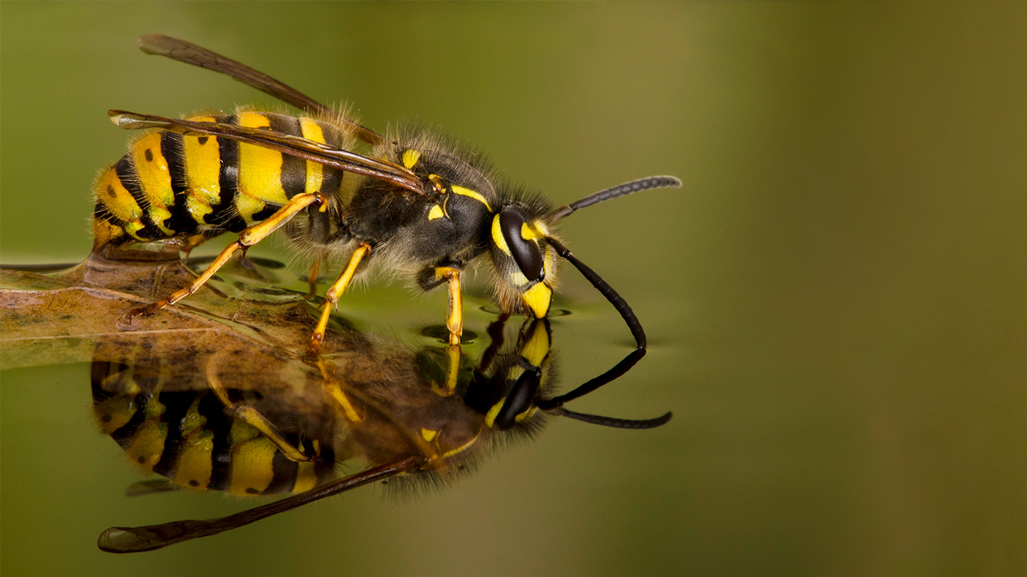 Common Wasp (Vespula vulgaris) - Woodland Trust