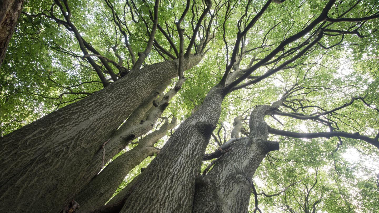 Blackbush & Twenty Acre Shaw Woods - Visiting Woods - Woodland Trust
