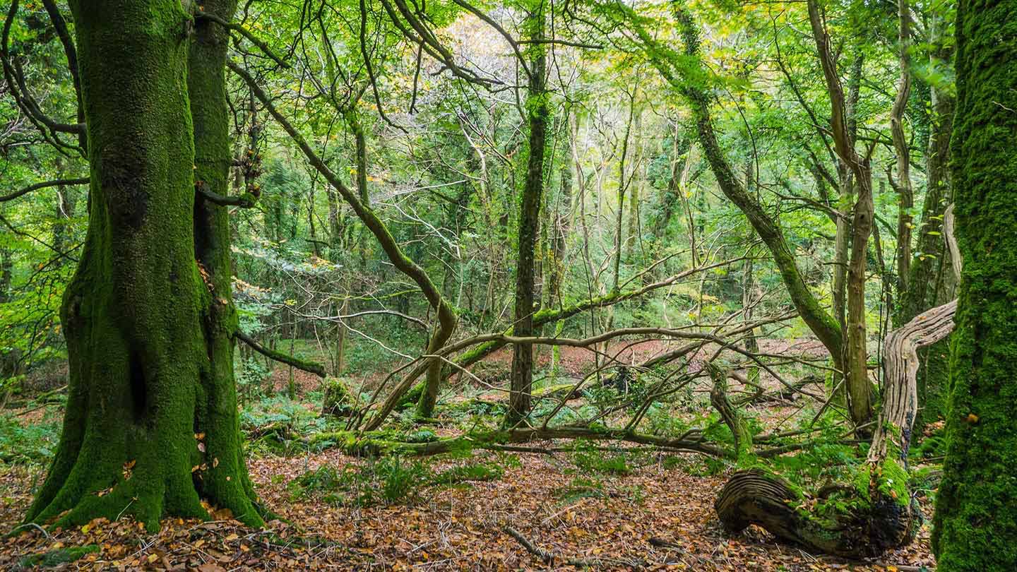 Celebrating 50 years of Woodland Conservation - Woodland Trust