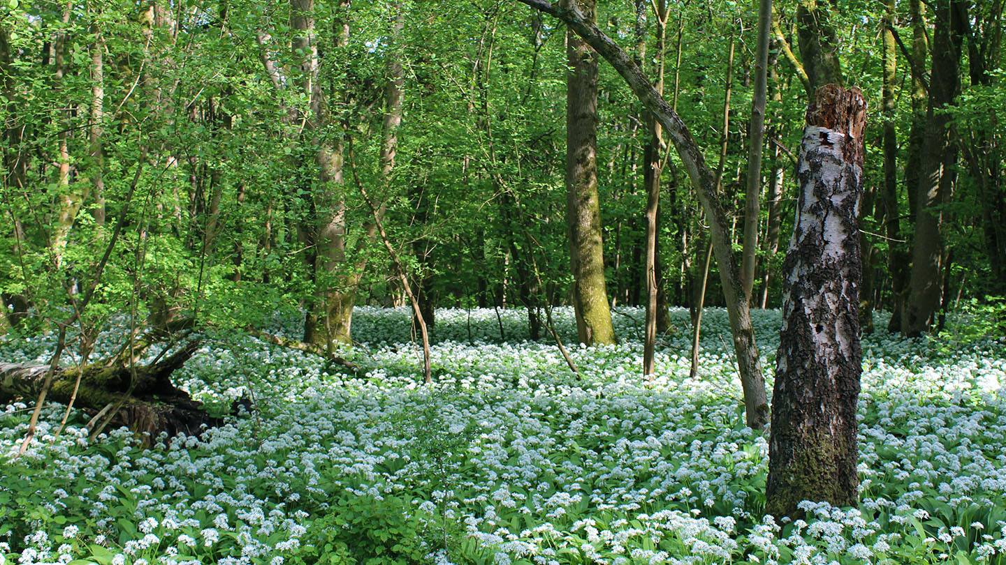 Ancient Woodland - British Habitats - Woodland Trust