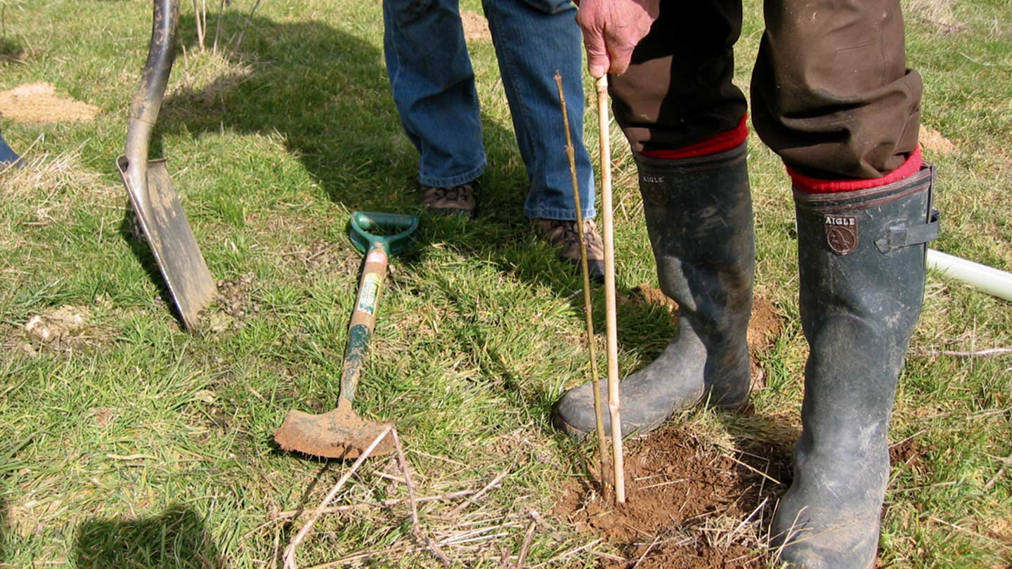 Plannu a gofalu - Woodland Trust