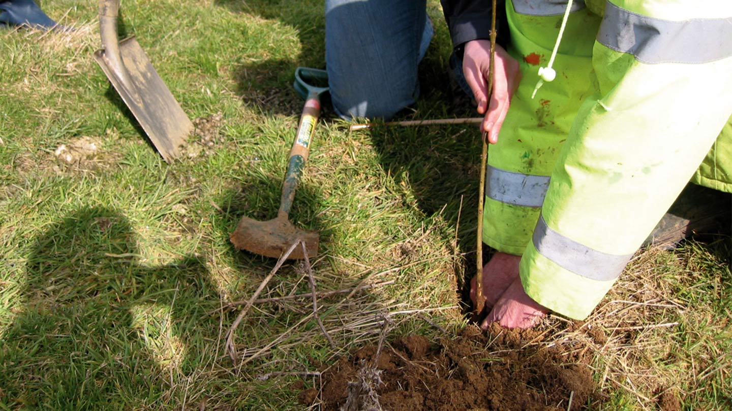 Planting are care for your trees - Woodland Trust