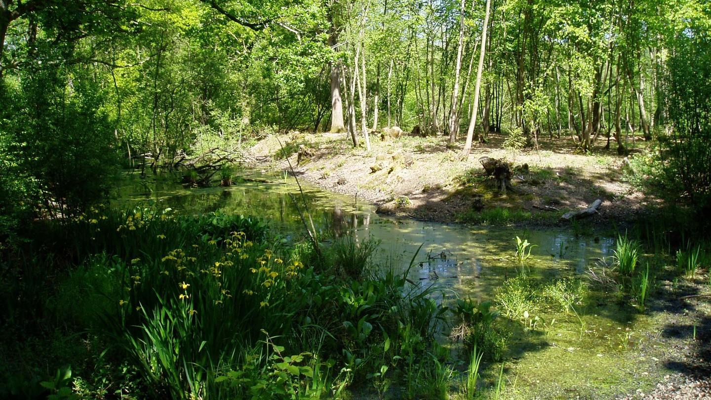 Moat Wood - Visiting Woods - Woodland Trust