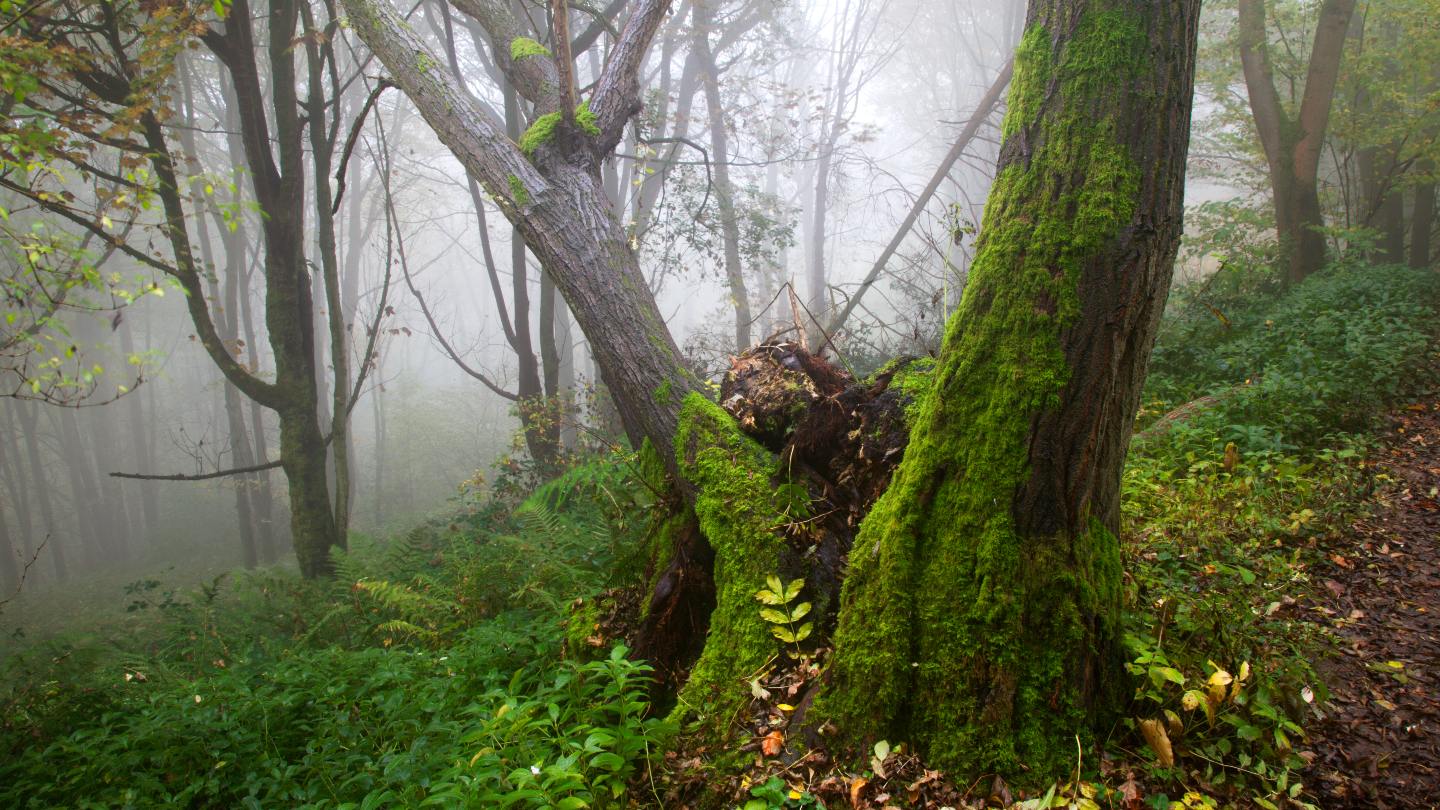 Hackfall - Visiting Woods - Woodland Trust