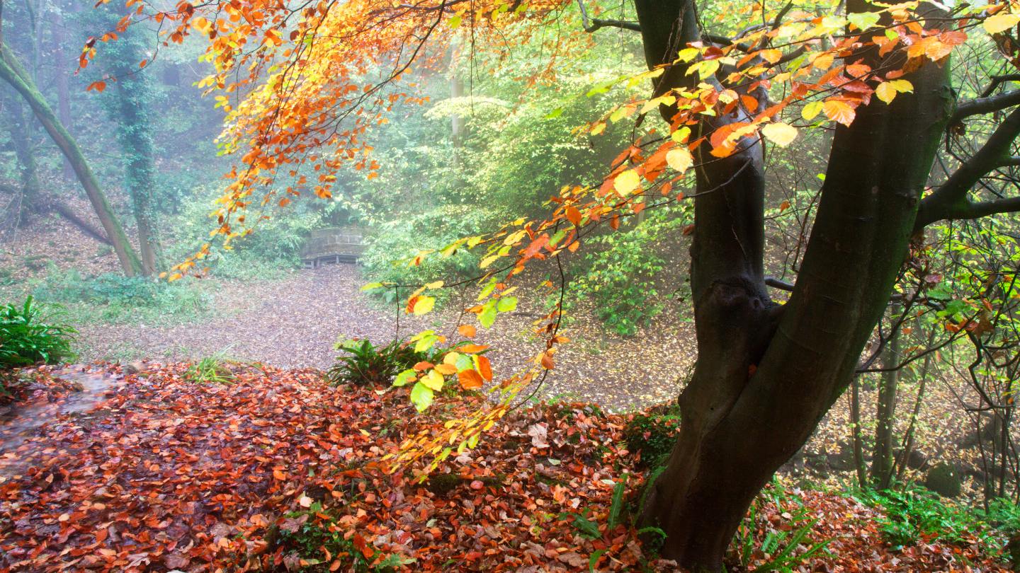 Hackfall - Visiting Woods - Woodland Trust