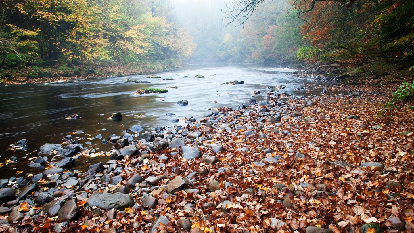 Hackfall - Visiting Woods - Woodland Trust