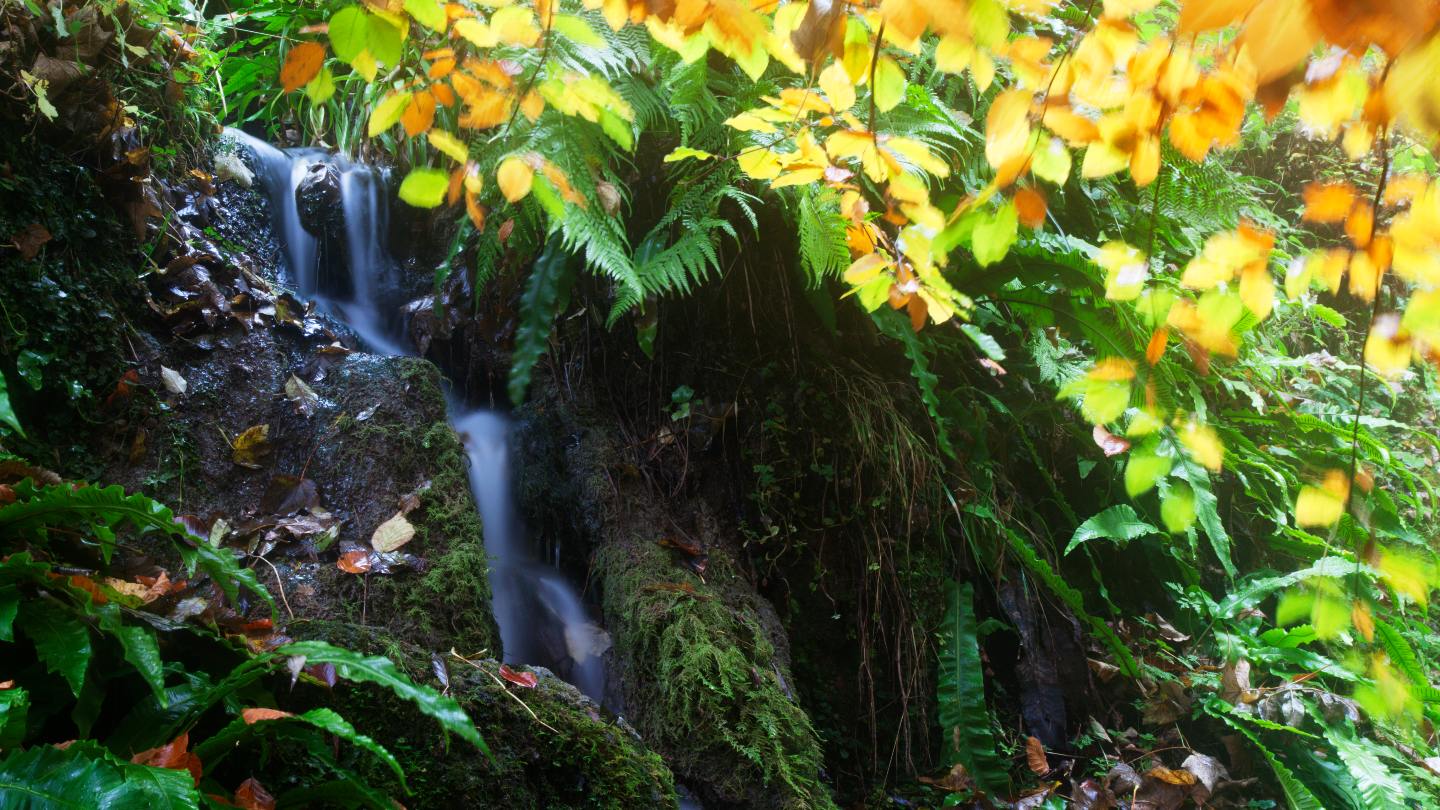 Hackfall - Visiting Woods - Woodland Trust