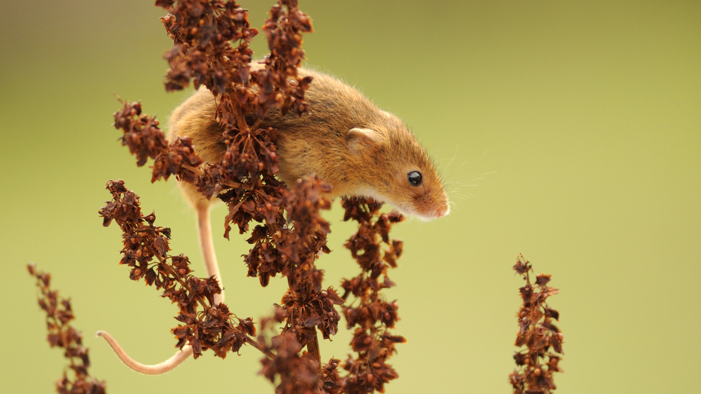 House Mouse or Field Mouse? Types of Mice - Woodland Trust
