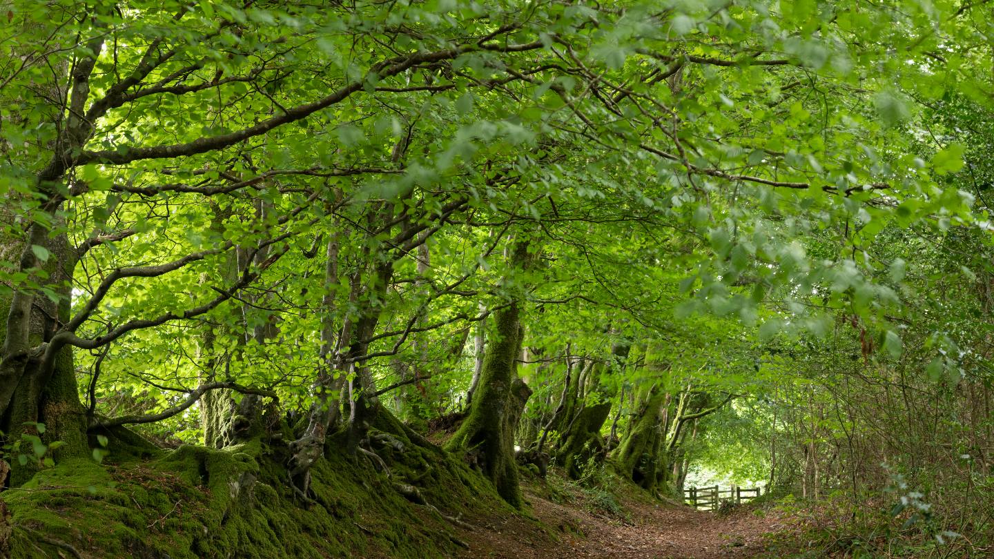 Shaptor Woods - Visiting Woods - Woodland Trust