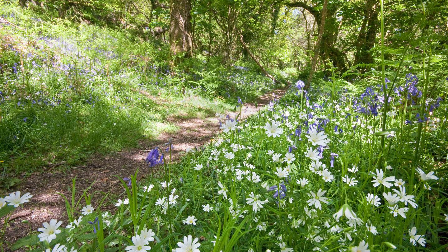 Shaptor Woods - Visiting Woods - Woodland Trust