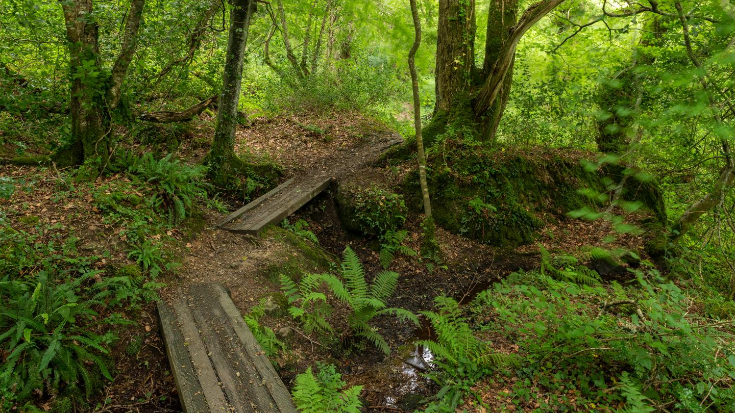 Shaptor Woods - Visiting Woods - Woodland Trust
