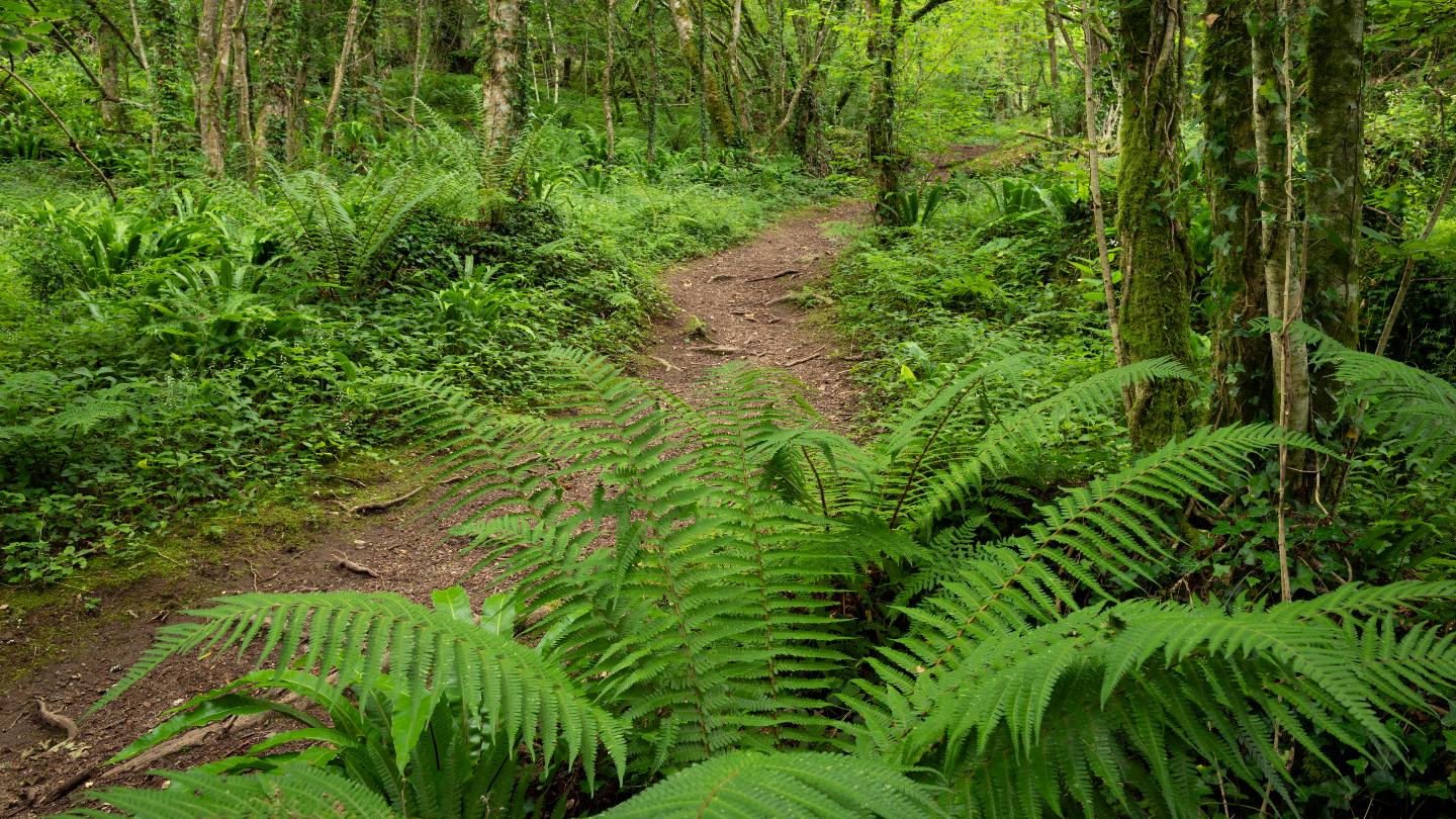 Shaptor Woods - Visiting Woods - Woodland Trust