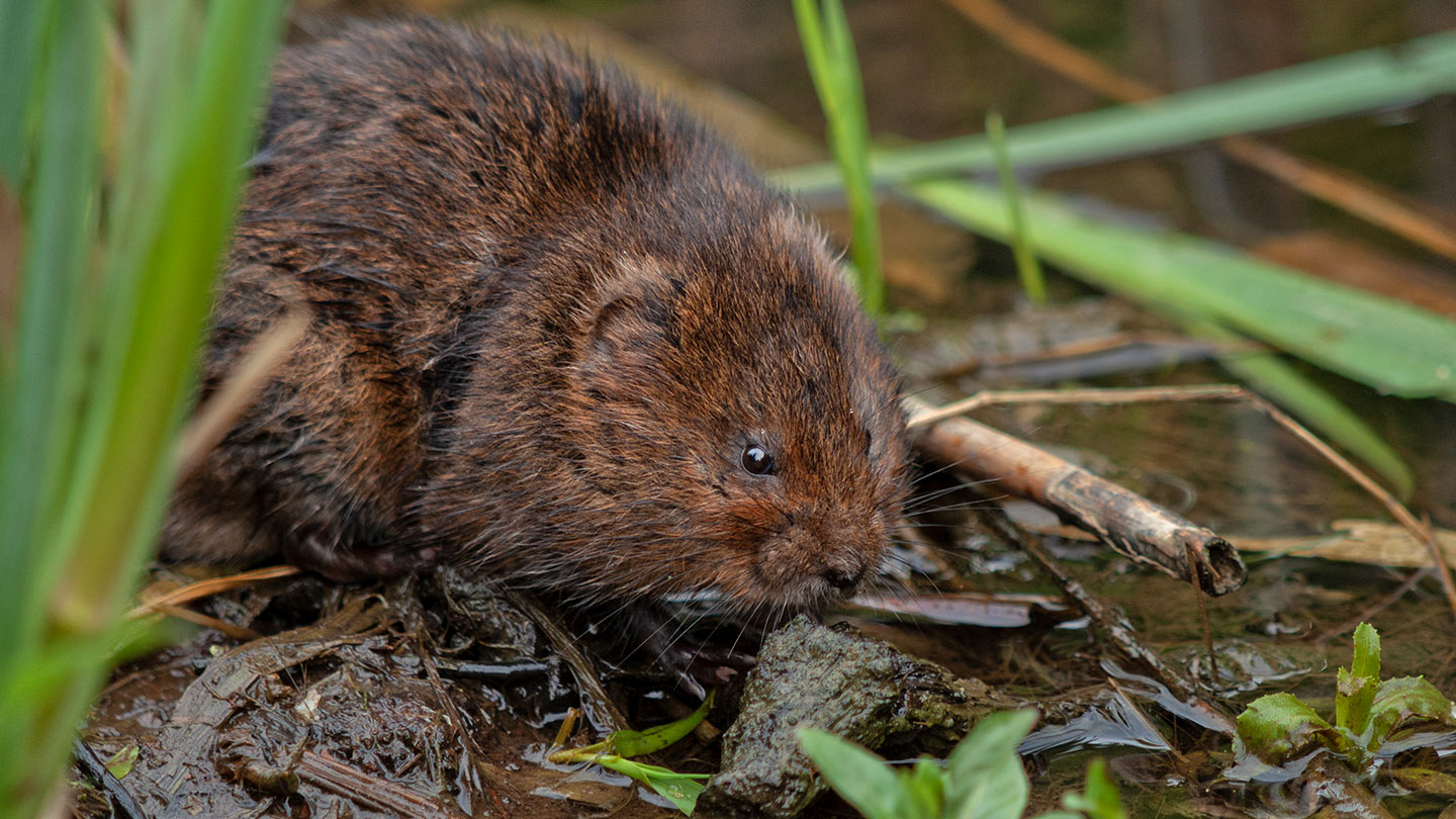 House Mouse or Field Mouse? Types of Mice - Woodland Trust