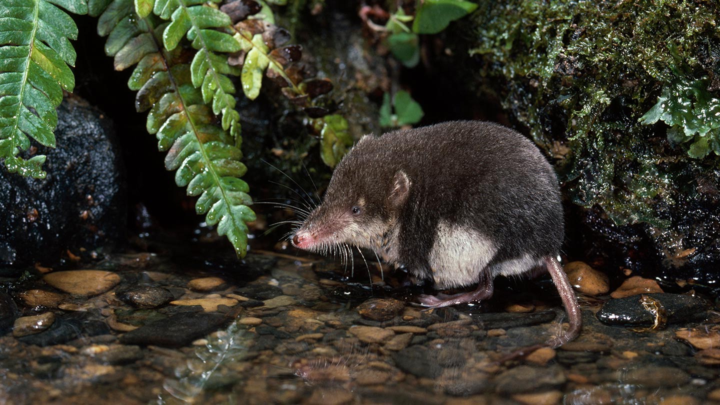 House Mouse or Field Mouse? Types of Mice - Woodland Trust