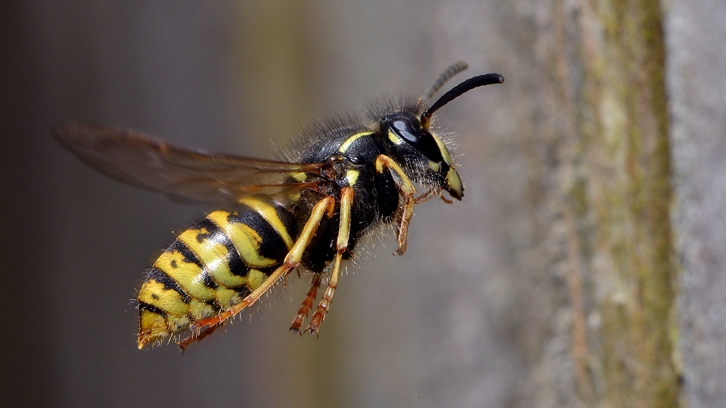 Common Wasp (Vespula vulgaris) - Woodland Trust
