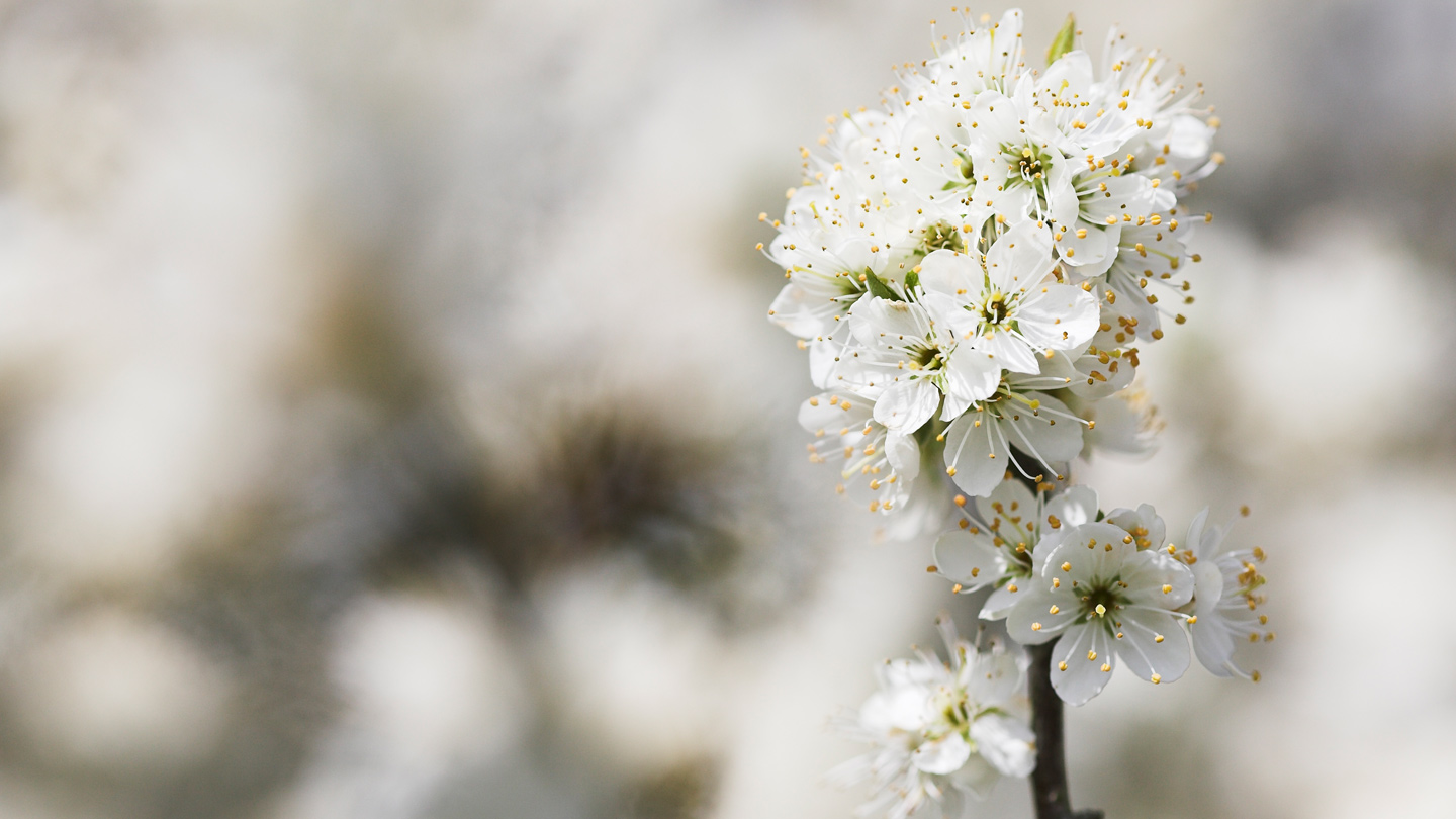 Woods In Spring: Things To See And Do - Woodland Trust
