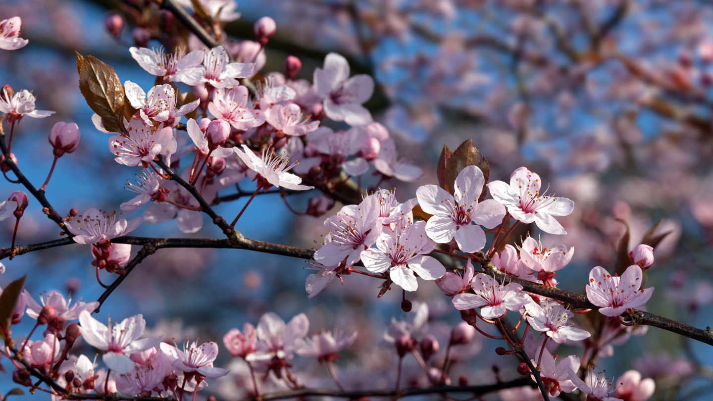 British Blossom: The Ultimate Guide - Woodland Trust