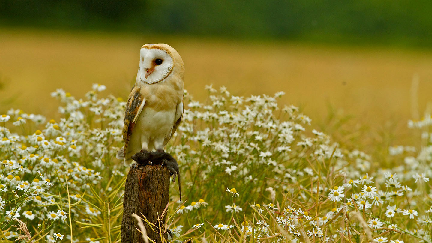 Grassland - British Habitats - Woodland Trust