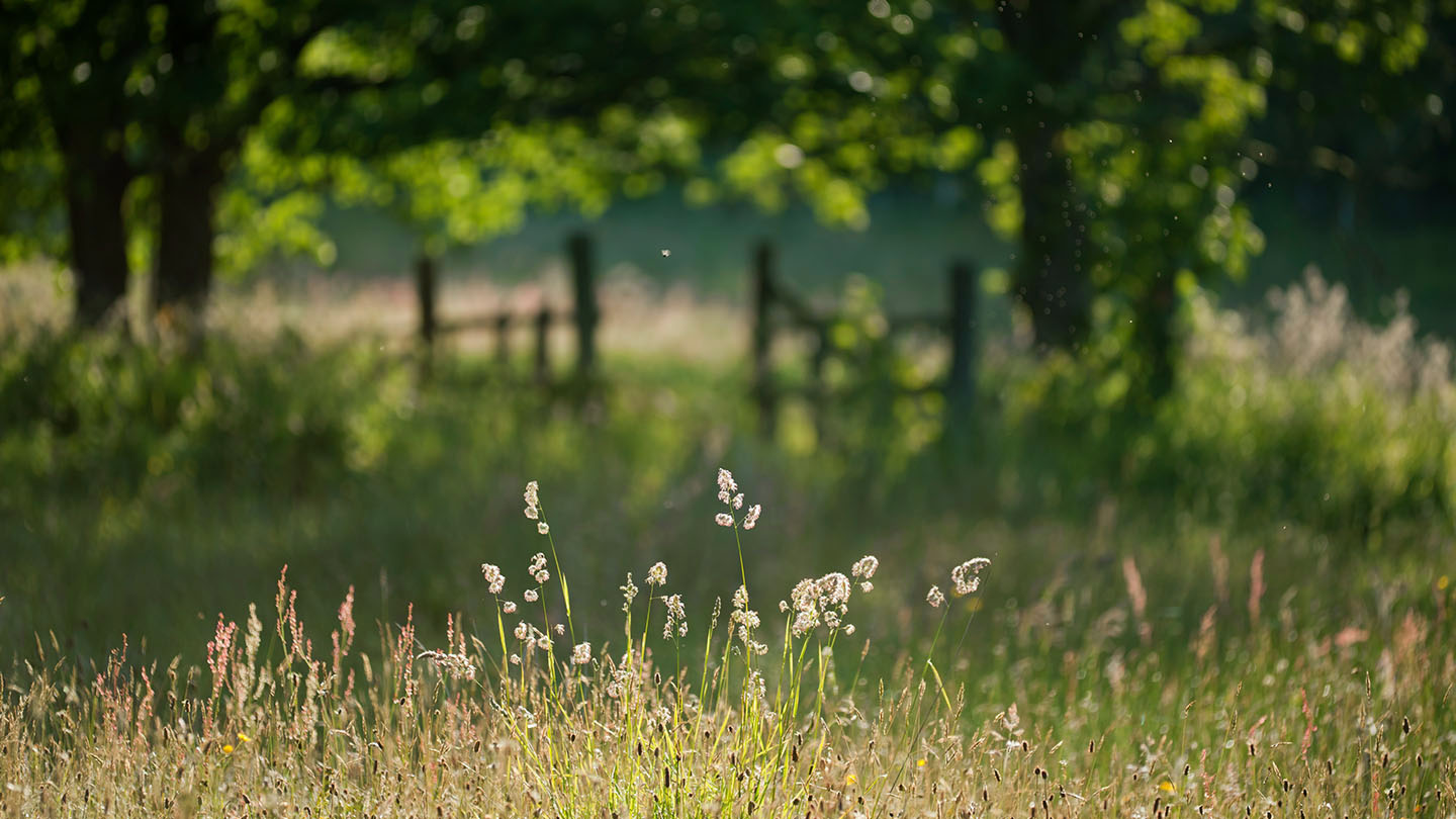Grassland - British Habitats - Woodland Trust