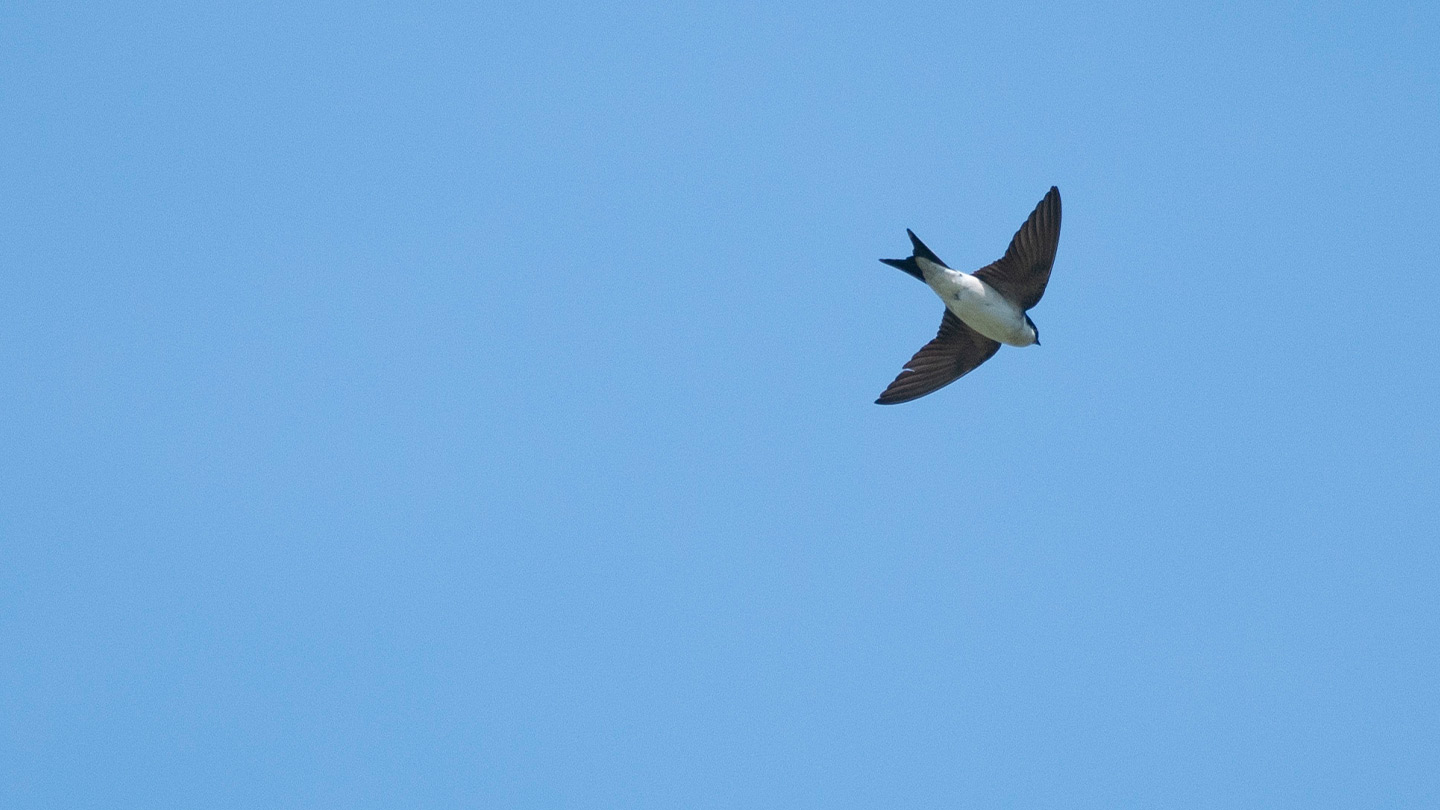 Swifts, Swallows and Martins: Easy ID Guide - Woodland Trust