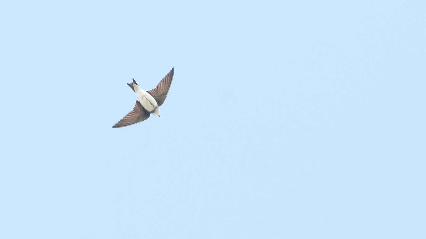 Swifts, Swallows and Martins: Easy ID Guide - Woodland Trust