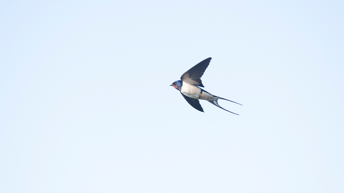 Swifts, Swallows and Martins: Easy ID Guide - Woodland Trust