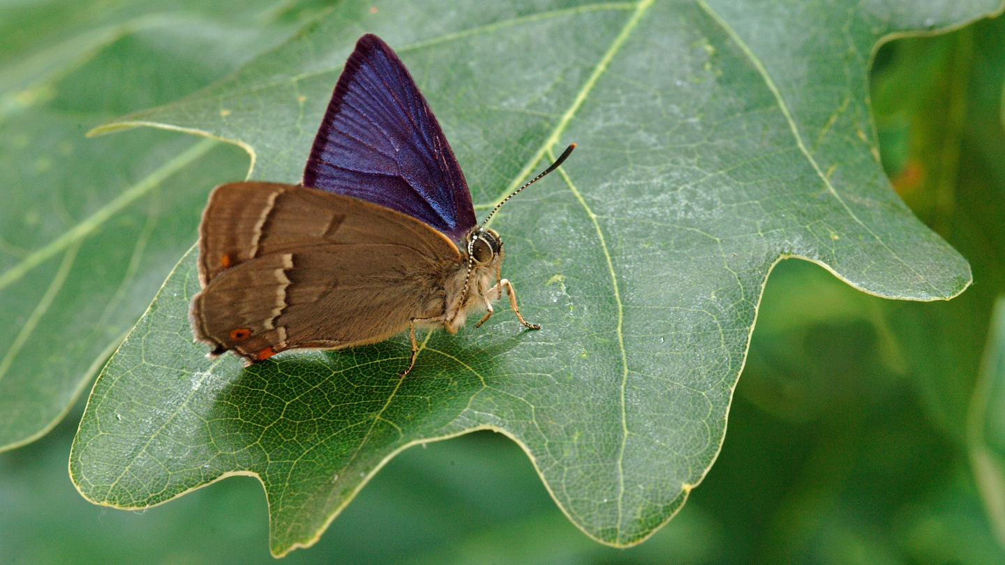Oak trees and wildlife - Woodland Trust