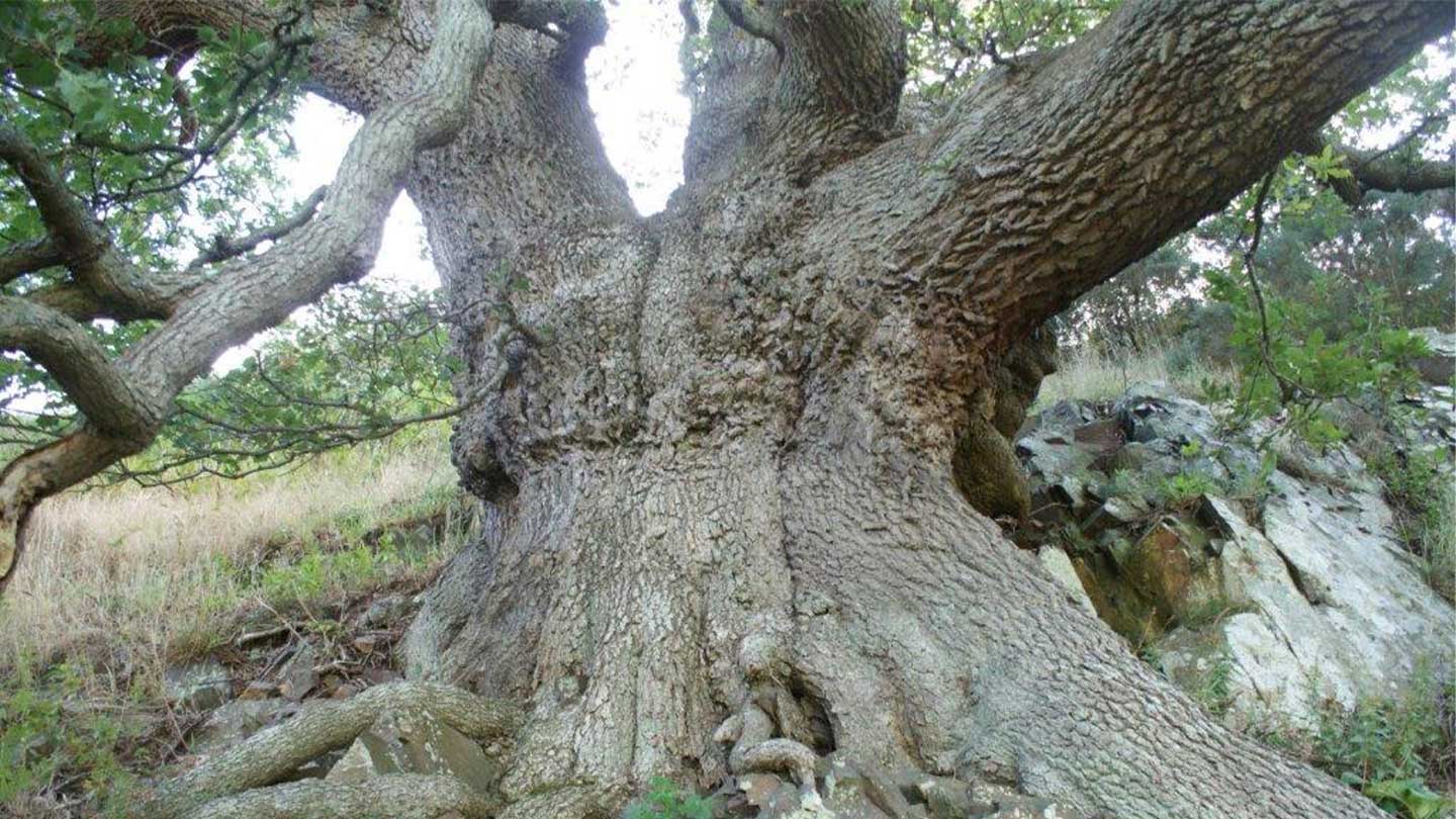 Uncovering Ancient Trees - Woodland Trust