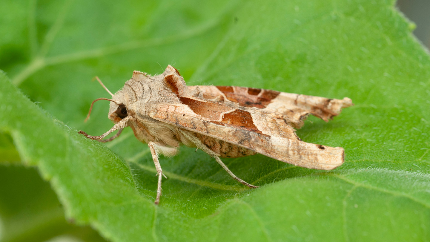 Moths life cycle and feeding habits - Woodland Trust