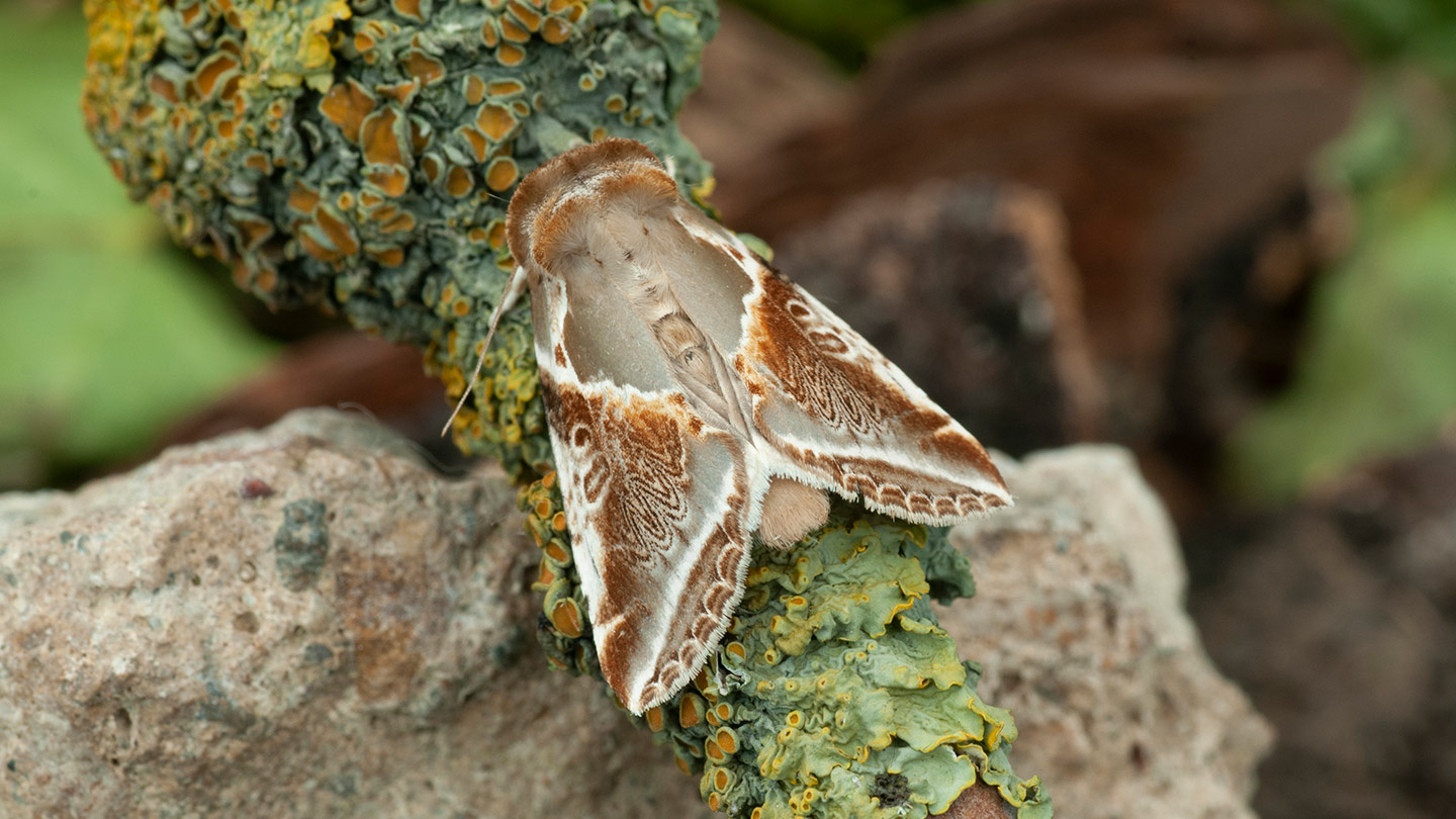 Moths life cycle and feeding habits - Woodland Trust