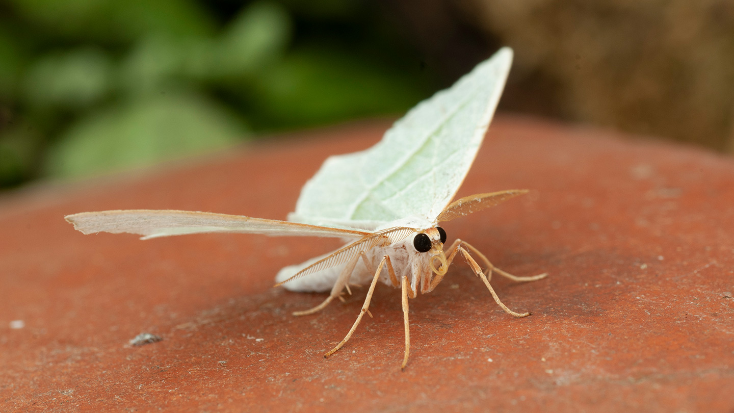 Moths life cycle and feeding habits - Woodland Trust