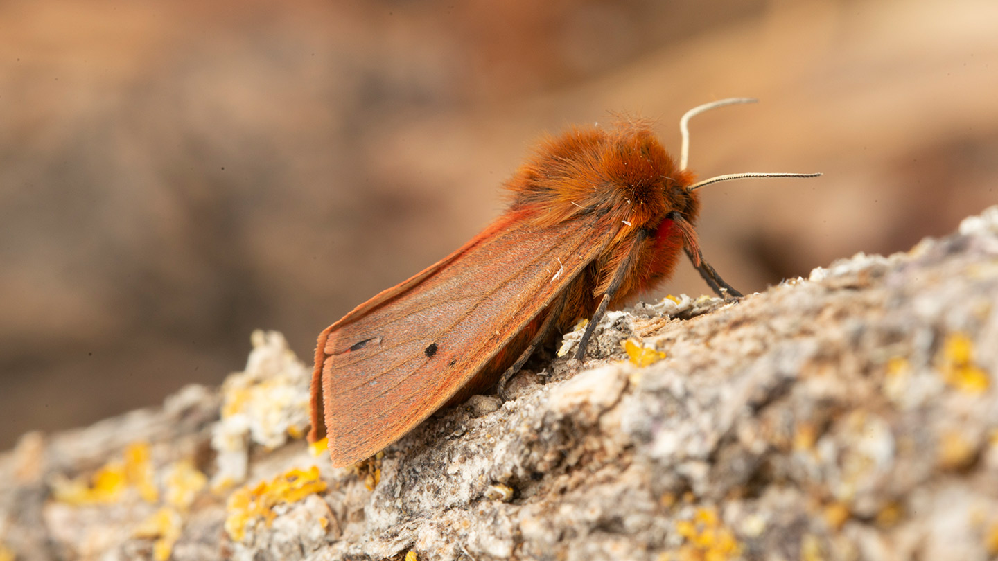 Moths life cycle and feeding habits - Woodland Trust