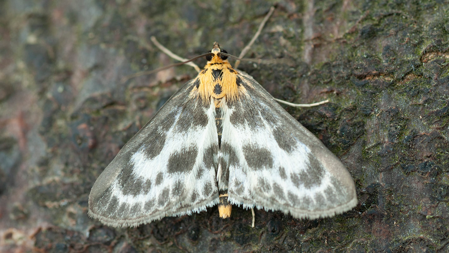 Moths life cycle and feeding habits - Woodland Trust